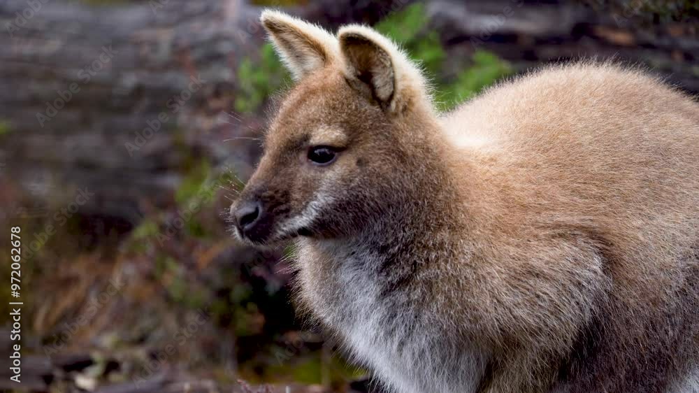 Close-Up of a Yellow-Footed Rock Wallaby in the Australian Alpine ...