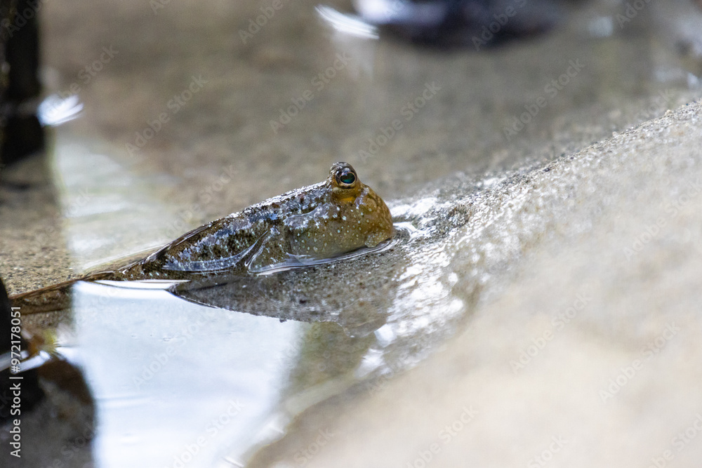 Close-up on a beautiful mudskipper (oxudercinae) in daintree rainforest ...