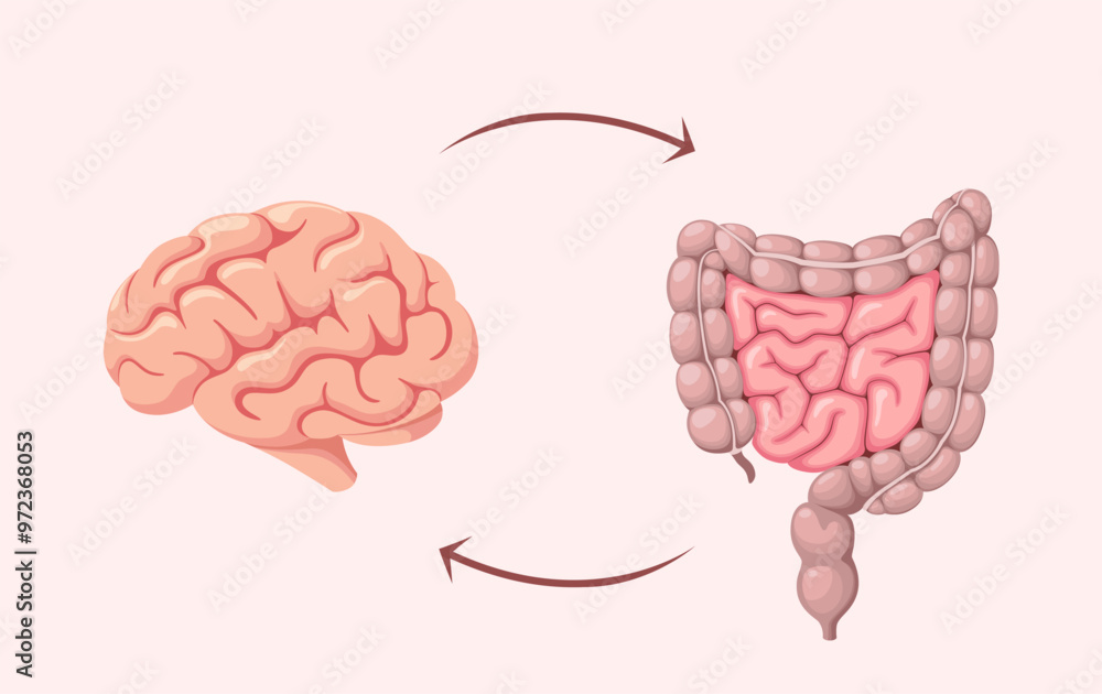 The human brain and intestines. Organs. Vector illustration. Stock ...