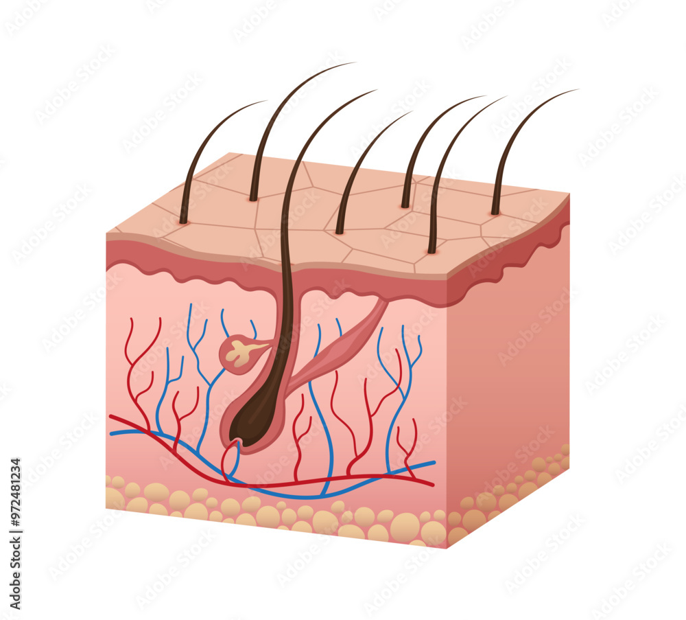 Medical illustration of human hair follicle. Vector and PNG on ...
