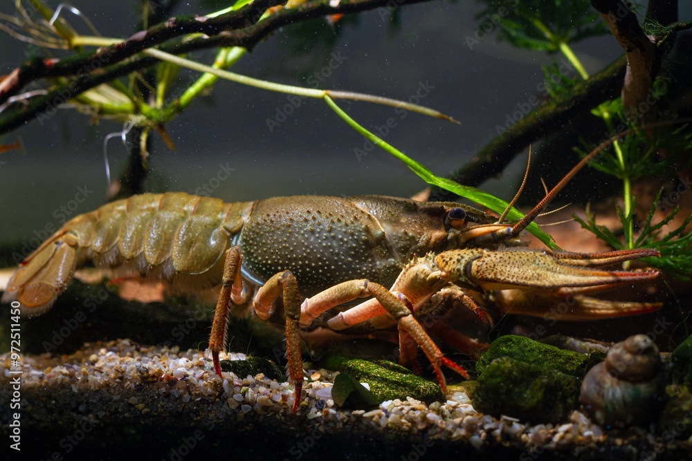 Danube crayfish predator make mess, cherry shrimp, European biotope ...