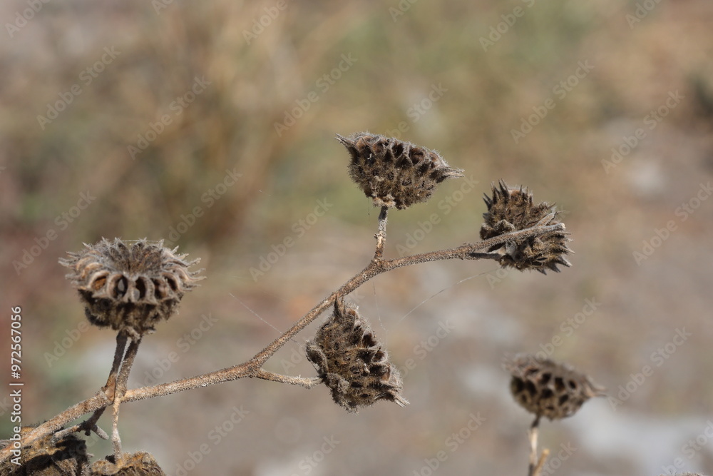 seed pods of Abutilon theophrasti, also known as Velvet Plant Stock ...