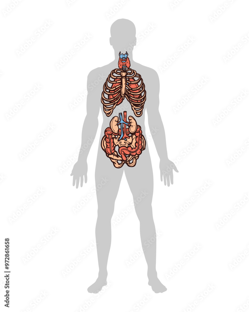 Human body organ system infographic template, body internal organs ...