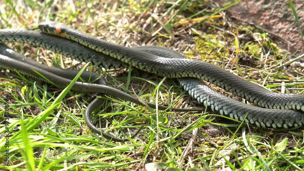Mating games of snakes. Several grass snakes wriggle on the shore. The ...