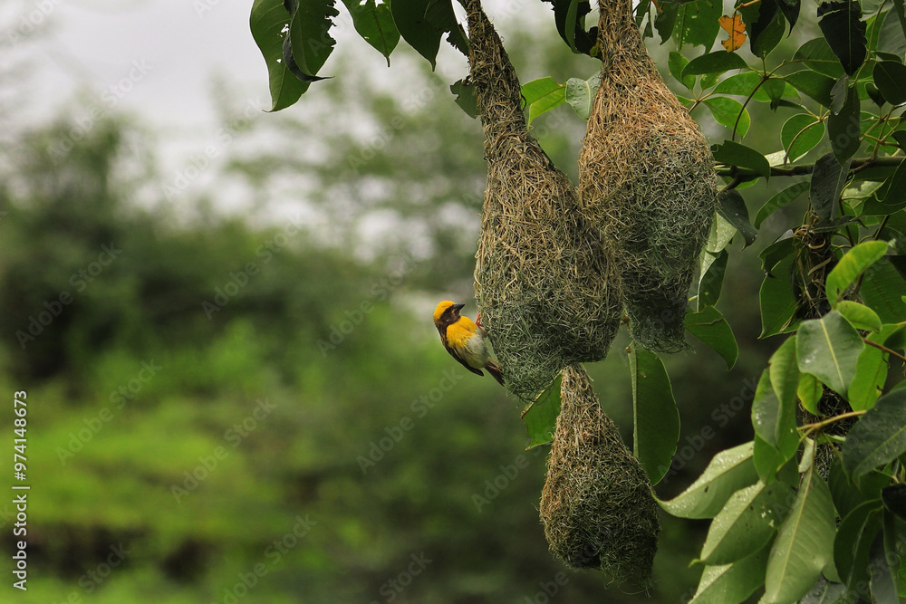 baya weaver nesting poses in gir forest. Baya Weaver The baya weaver ...