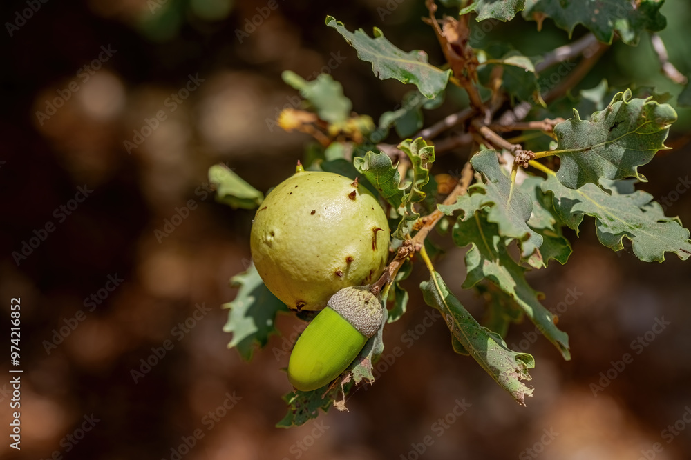 Quercus infectoria or Thuja oak in Izmir Yamanlara Mountain. Quercus ...