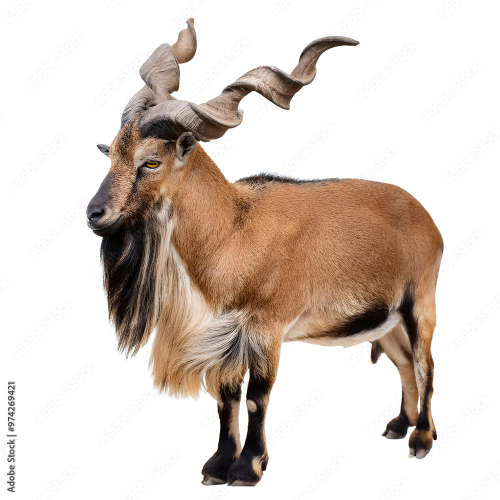 Markhor (Capra falconeri) mountain male goat full long swirly, curly ...