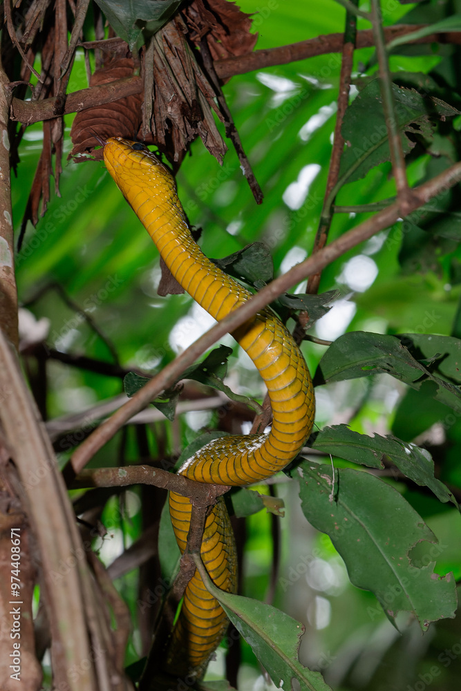 Bright yellow eyelash viper is hanging from a tree branch, camouflaged ...