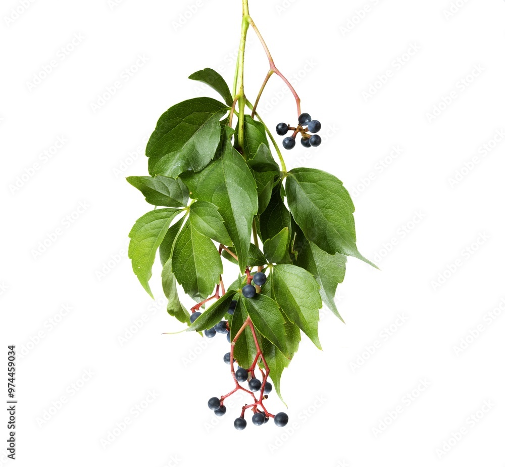 hd photo, plant with red fruits called virginia creeper, Parthenocissus ...