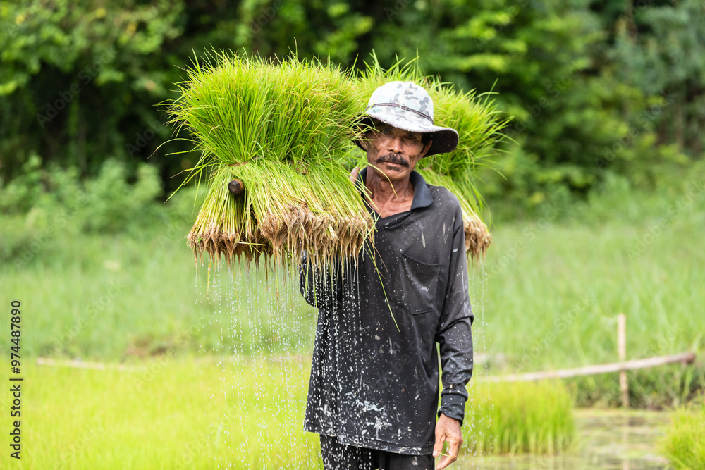 Asian man rice farmer work and carry rice seedlings to transplant at ...
