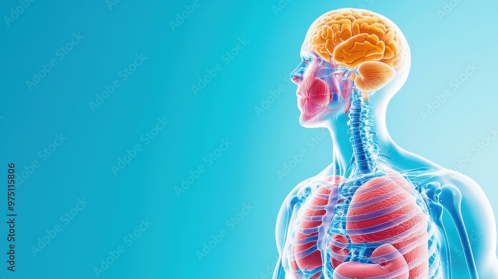 Detailed Medical Anatomy of Human Torso with Internal Organs and ...