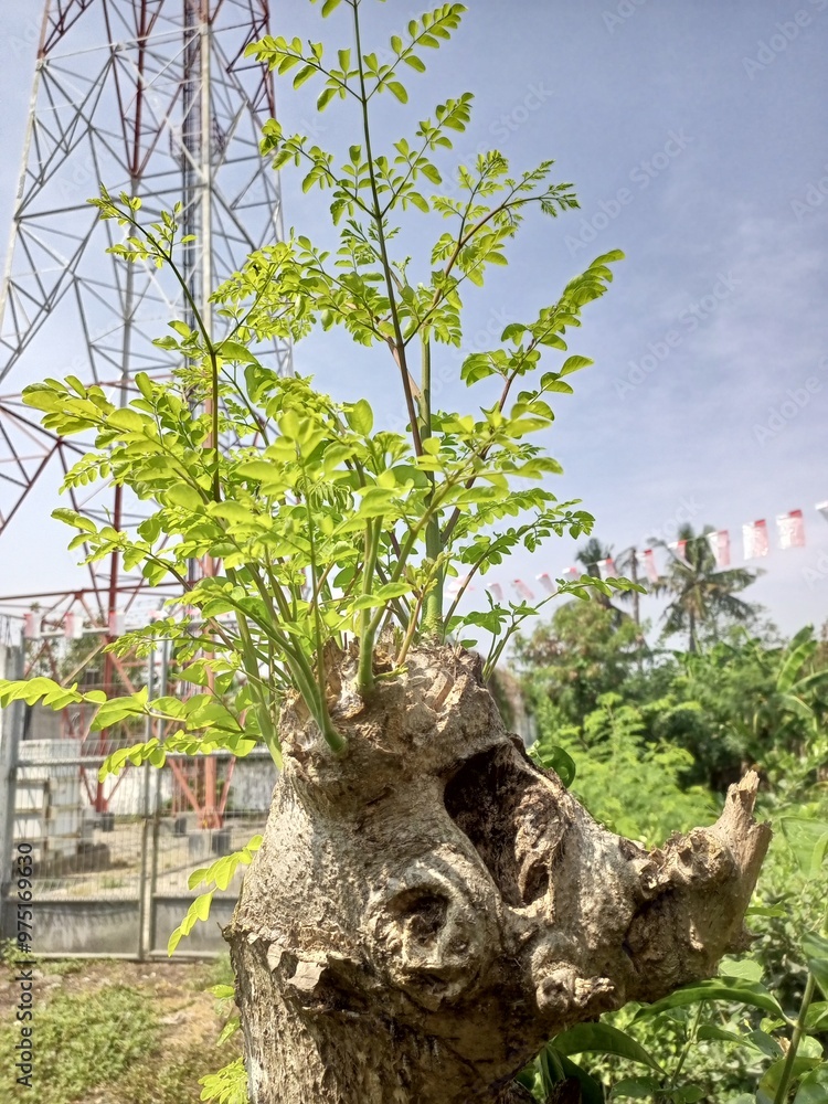 The Moringa oleifera tree is a multipurpose plant that has many ...