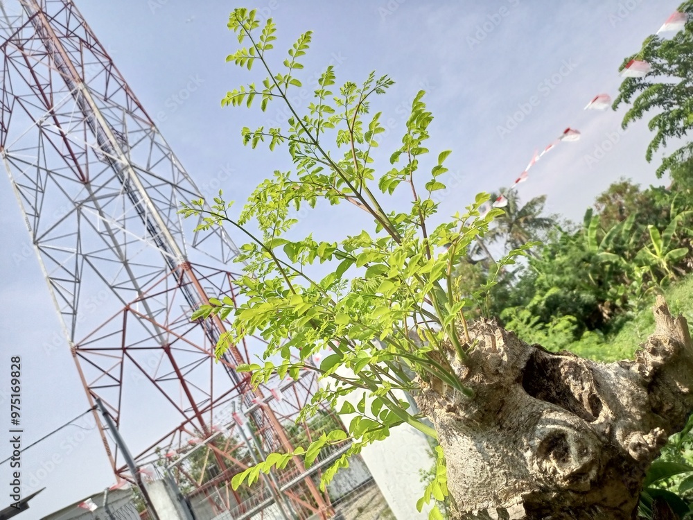 Poster The Moringa oleifera tree is a multipurpose plant that has many ...