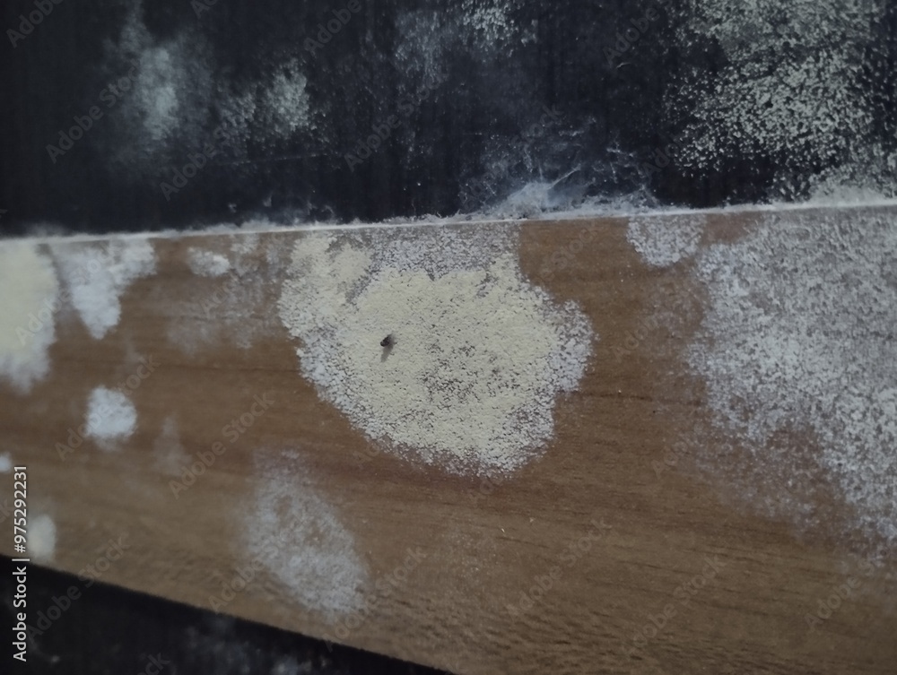 moldy wood. The cause of mold is that room conditions with low light ...