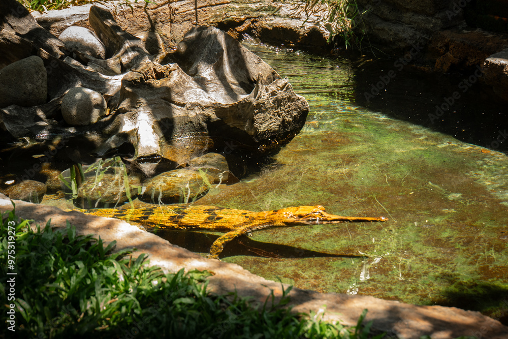 Gharial crocodile in Bali Sarafi and Marine Park, Indonesia Stock Photo ...