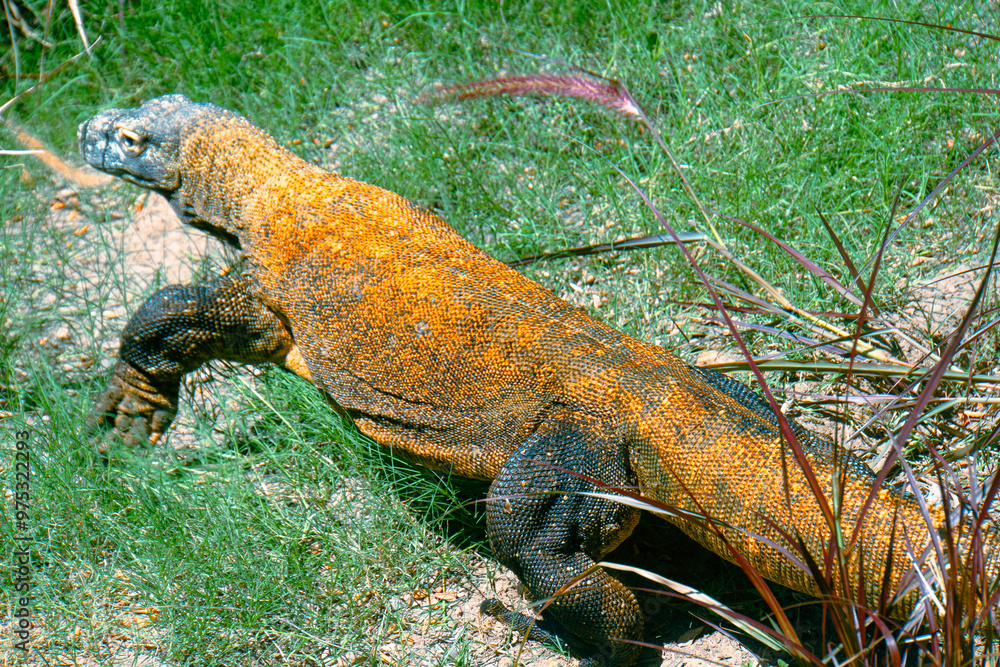 Komodo Dragon - Varanus komodoensis. The largest living lizard and an ...