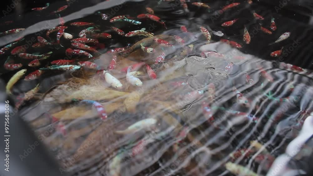 Betta fish, video from close up of a school of betta fish has a very ...