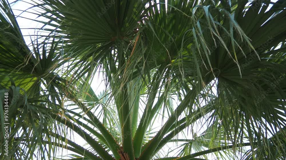 The Arecaceae is a family of perennial, flowering plants in the monocot order Arecales ...