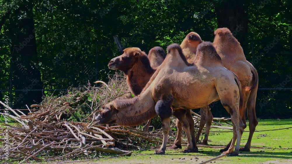 The Bactrian camels, Camelus bactrianus is a large, even-toed ungulate ...