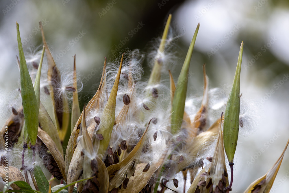 Defocused macro abstract of mature seed pods on a swamp milkweed plant ...