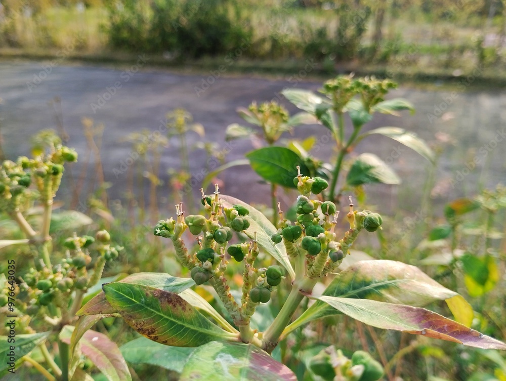 fruit of the kate mas plant (Euphorbia heterophylla). The plant sap can ...