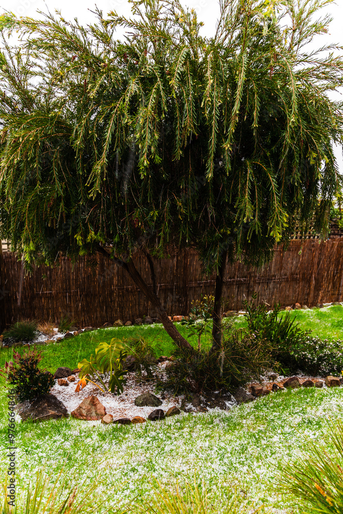 Australian backyard covered in hail with lawn and tropical plants ...