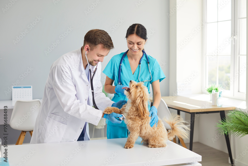 Smiling male veterinarian examining maltipoo dog, listening its ...
