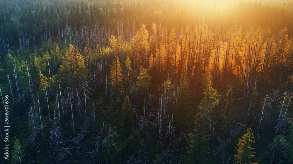 An image of the impact of climate change on forest health with ...