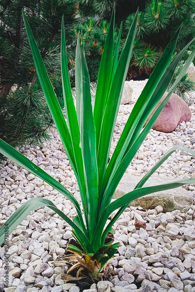 Yucca rostrata grows in a flowerbed in August. Yucca rostrata also ...