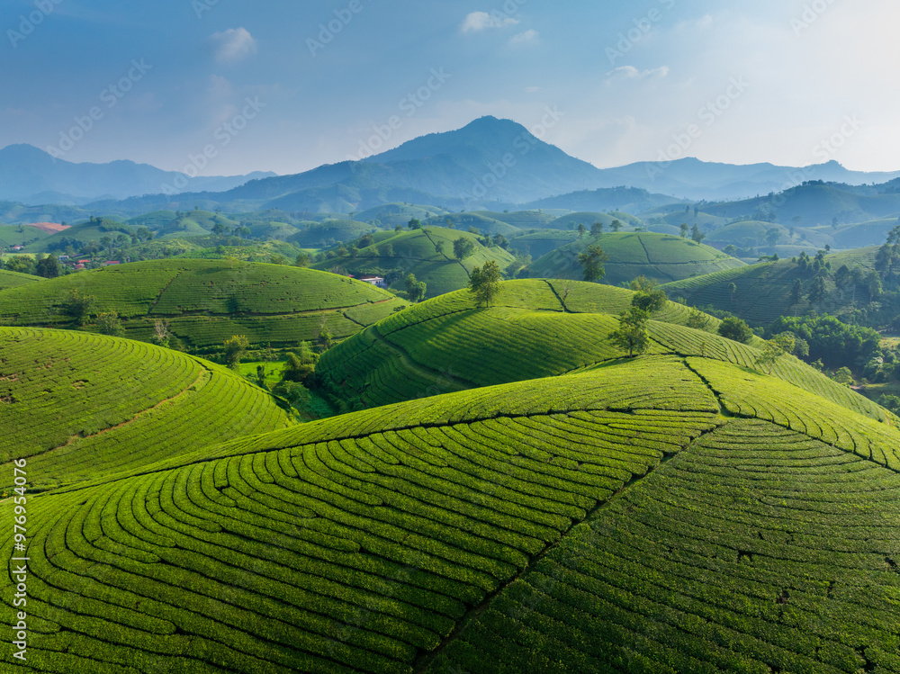 Aerial view of Long Coc tea hill, one of the most beautiful tea ...