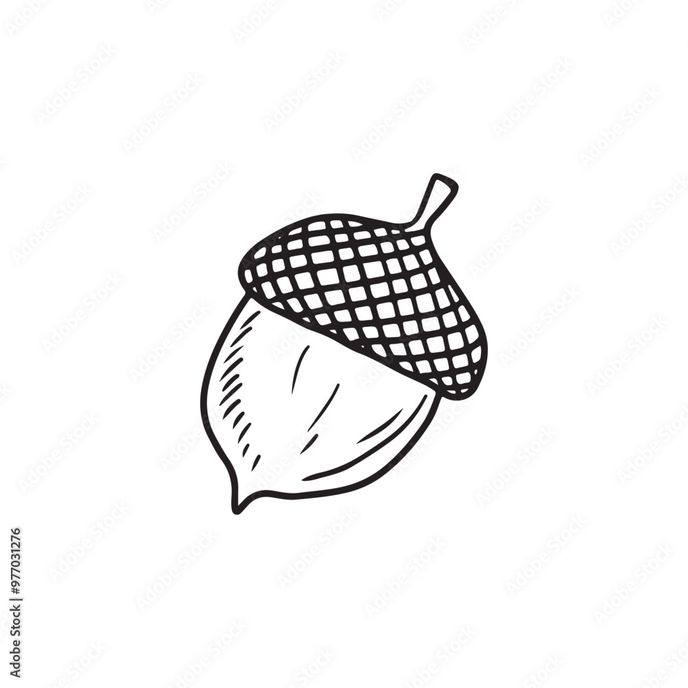 Realistic acorn drawing with cap in black isolated on white background ...