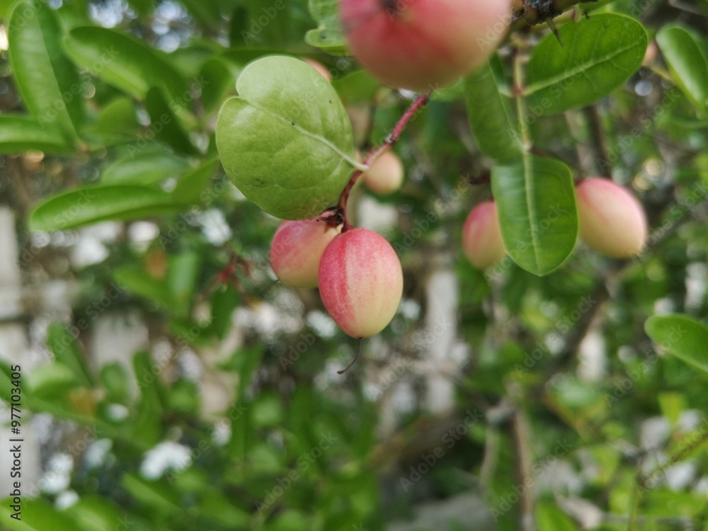 Carissa carandas L., Bengal-currant, Carandas-plum, Karanda, Pink ...