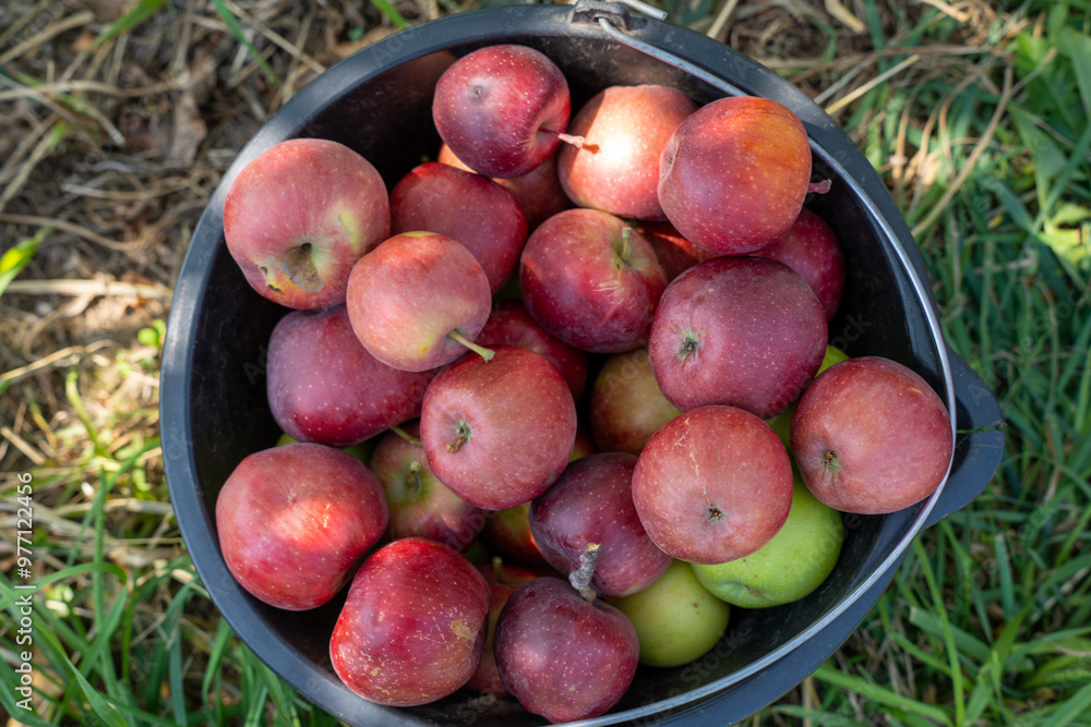 apple picking in Almaty, Issyk near the Almaty mountains. Autumn apple ...