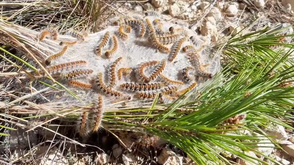 Processionary caterpillar, with its stinging hairs, on a silk nest in a ...