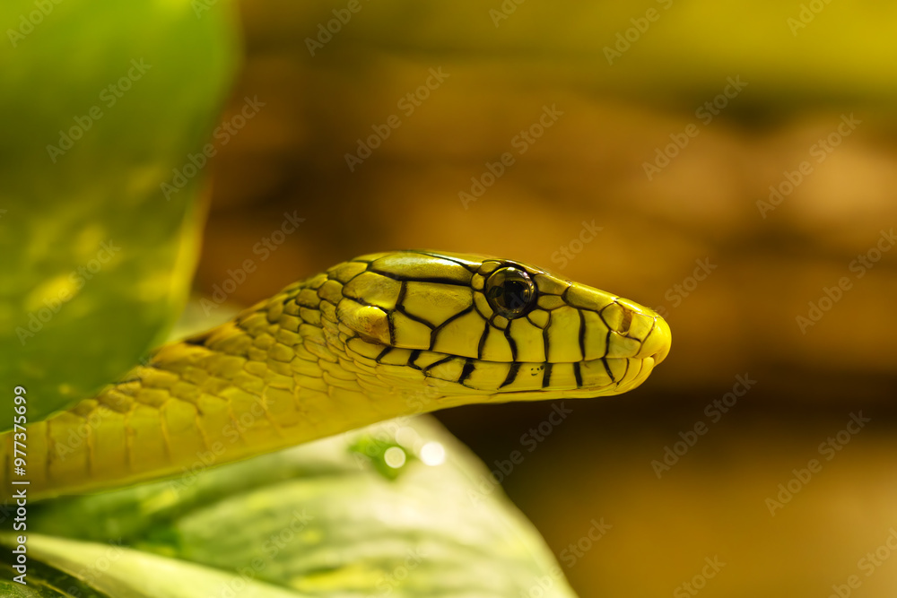 Western green mamba (Dendroaspis viridis), a portrait of a green ...