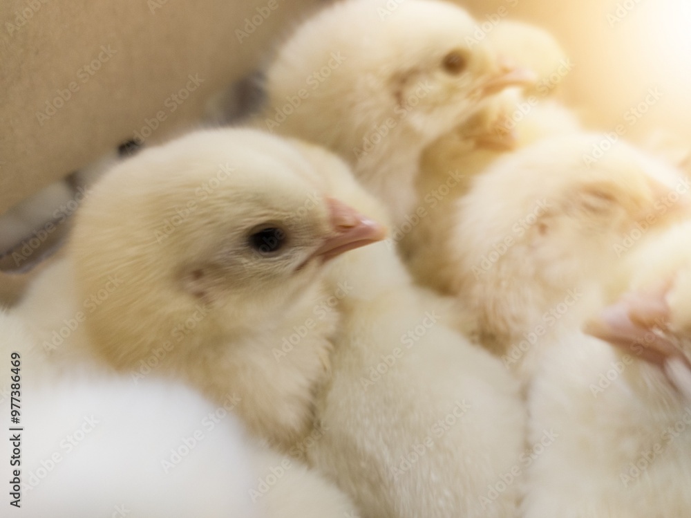 Close up the Baby chickens on the farm hatchery production. newborn ...
