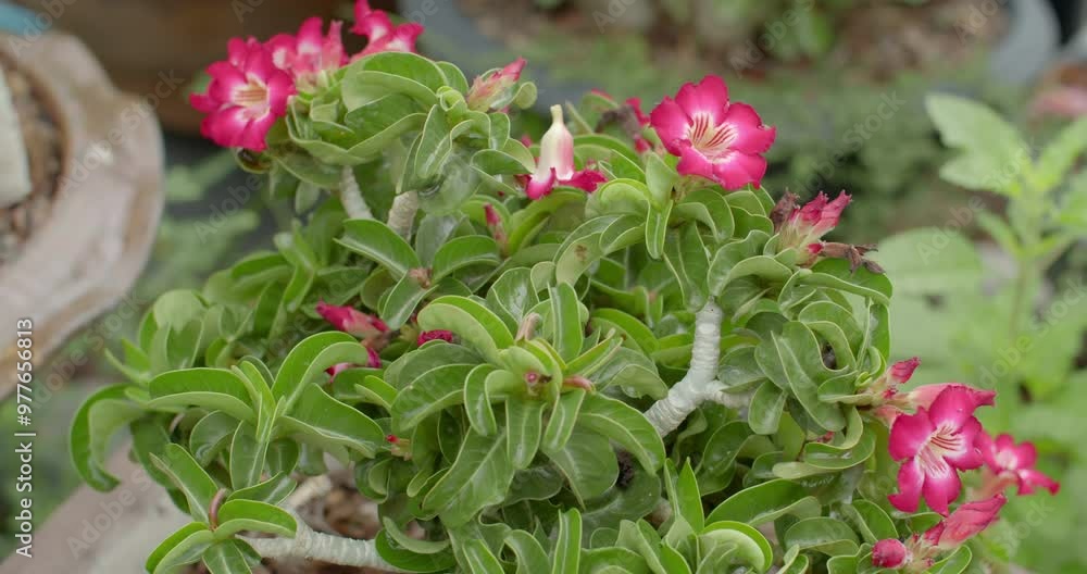 The green Adenium leaves have a beautiful bent shape.Thai people like ...