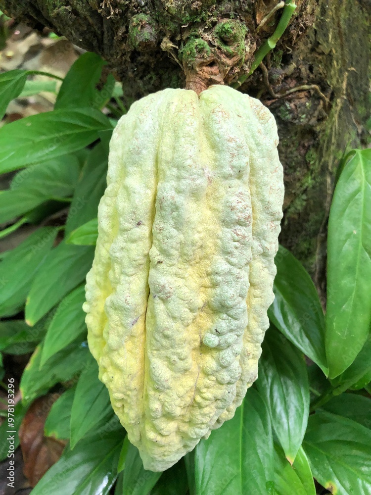 Venezuela porcelana ancestral Criollo cocoa bean in Paria Peninsula ...