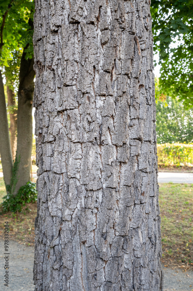 The eastern American black walnut tree trunk. Juglans nigra bark detail ...