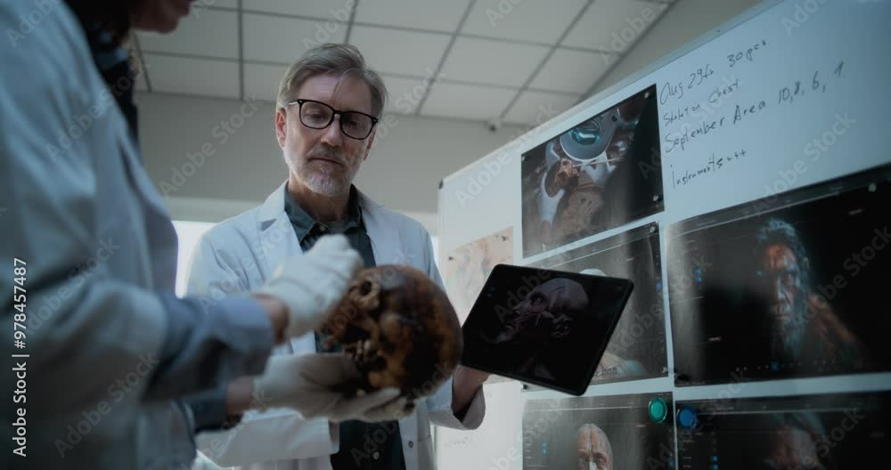 Two scientists study anatomy of fossil skull of prehistoric man using ...