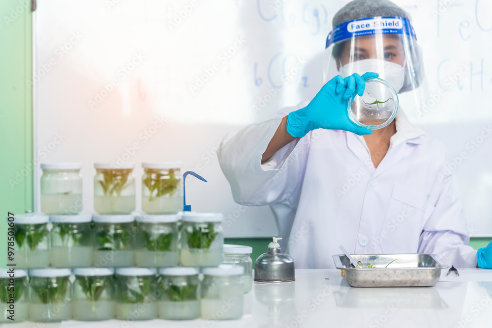 Biochemistry asian Scientist women working plants tissue culture ...