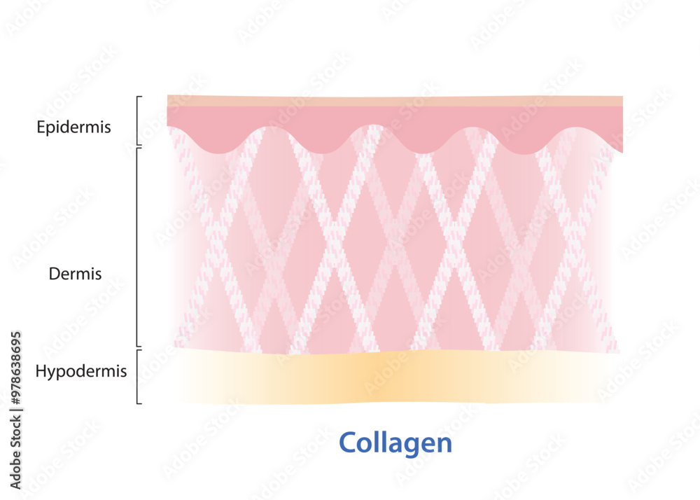 Collagen fibers in dermis skin layer illustration. Synthesis of ...