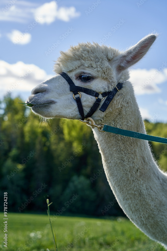 Experience the Original Alpaca Walk in Norway: A Guided Adventure ...