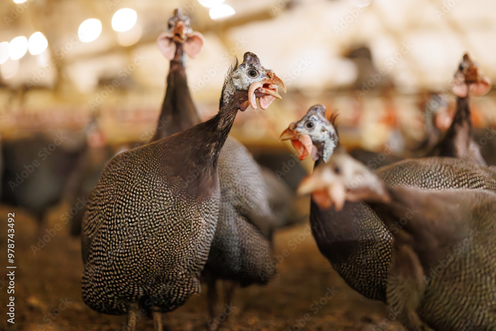Guinea Fowl in Poultry Farm Setting, selective focus Stock Photo ...