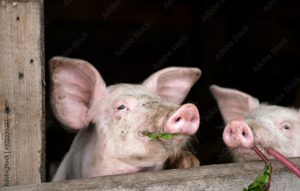 Pigs are free on farm in a pen in mud. Welfare and care of farm animals ...