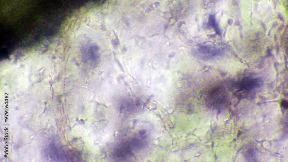 blood of Rana temporaria, eritrocytes in capillary bed, slow motion of ...