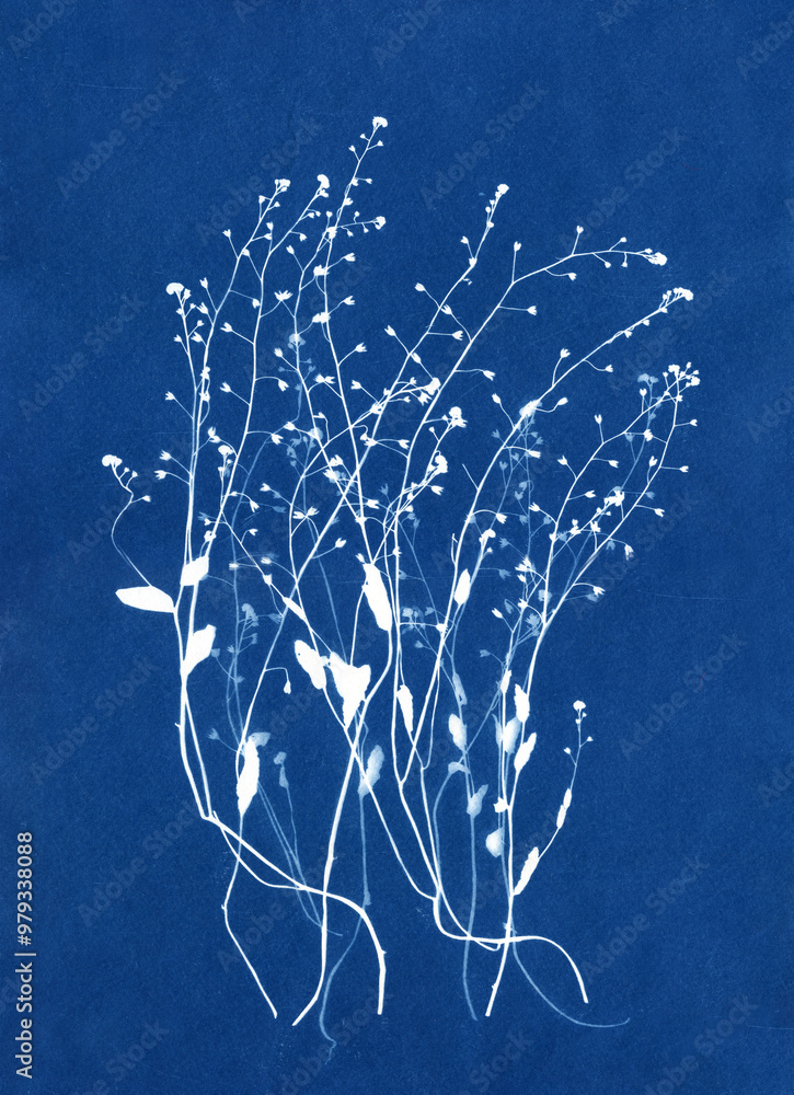 Silhouettes of plants. Unique hand-printed monotypes in Prussian blue ...