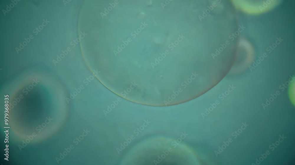 microscopic view of green cells floating in a fluid environment ...