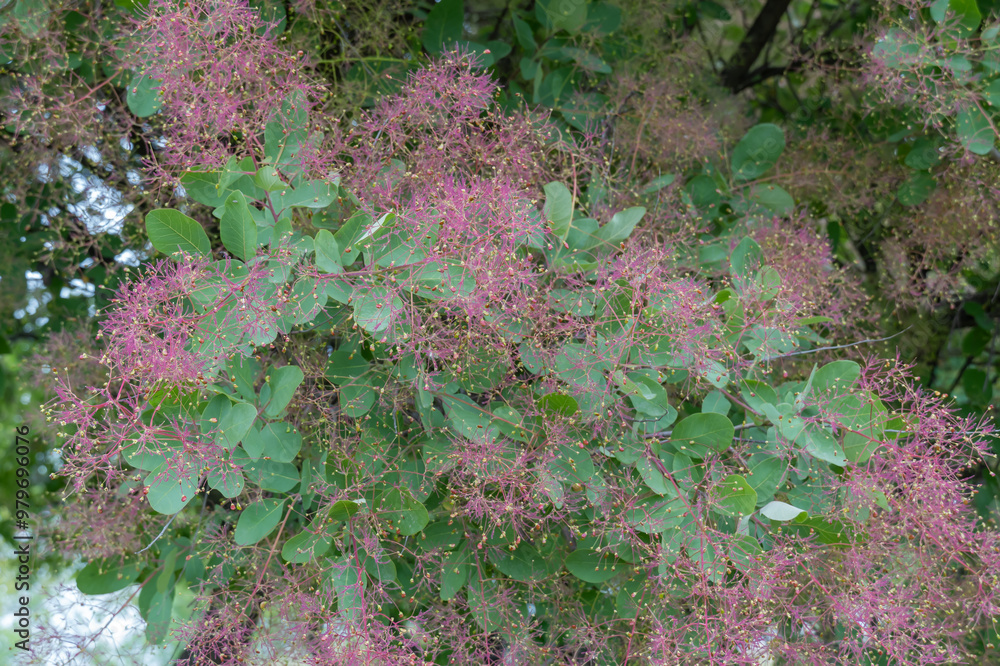 Flowering bush smoke tree of red cotinus coggygria. Beautiful fluffy ...