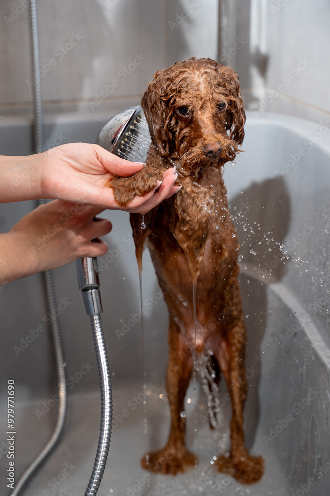 Cute maltipoo is standing under light water flow from shower. Dog ...